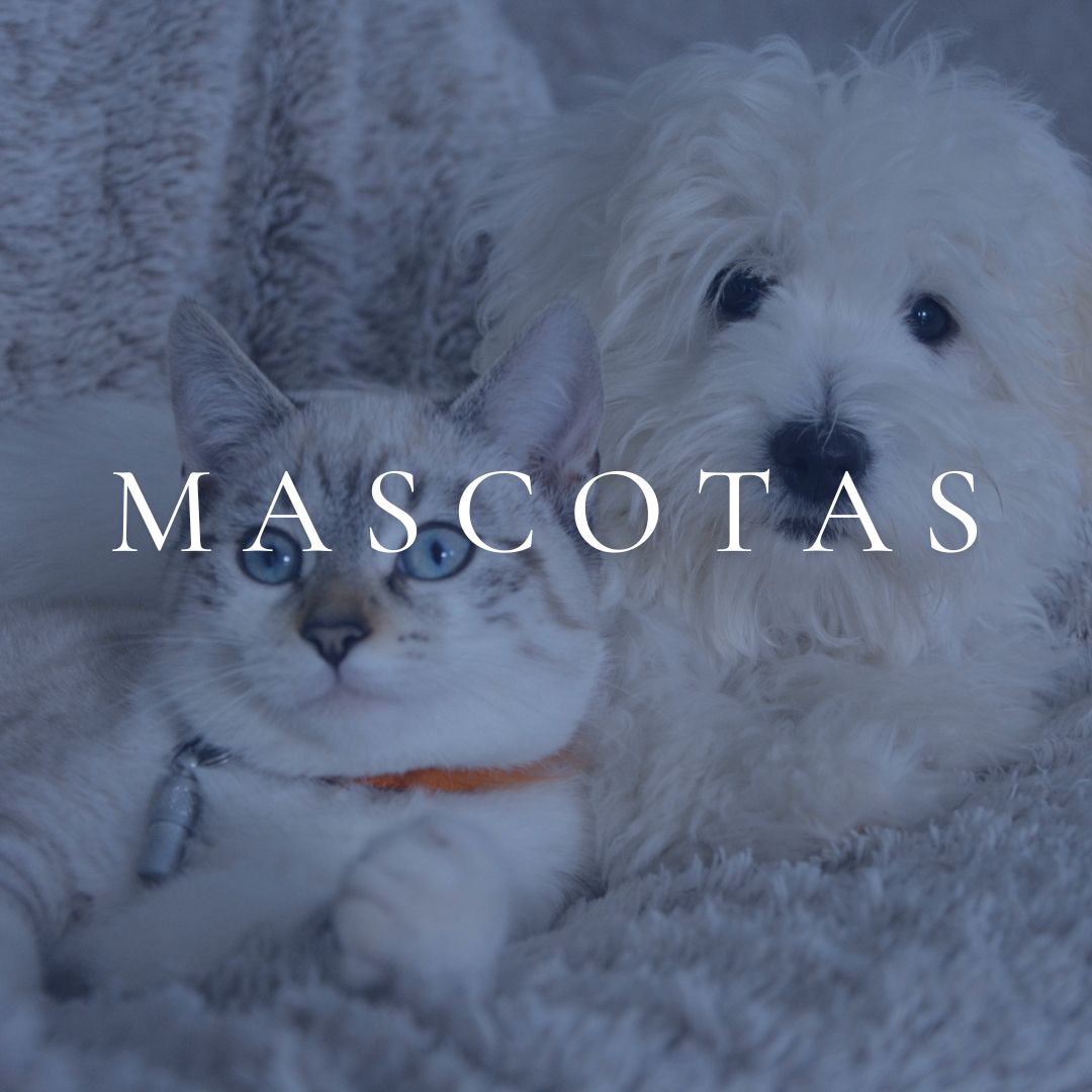 Mascotas – SAHRO STORE